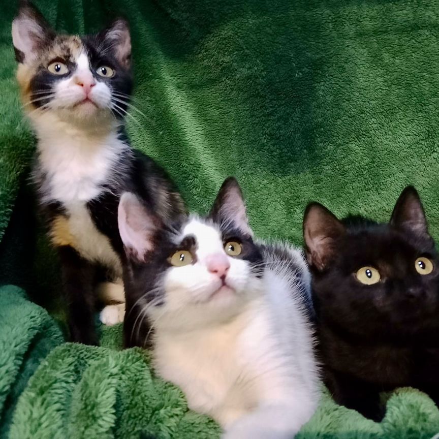 Котята разноцветные