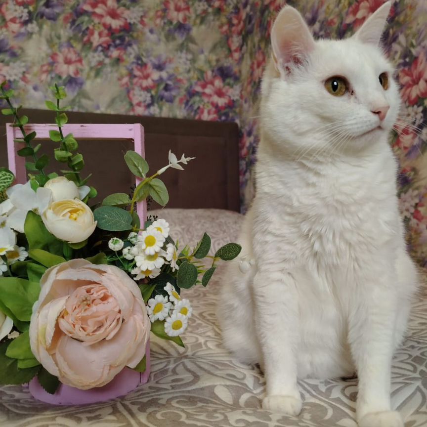 Турецкая ангора, взрослая кошка