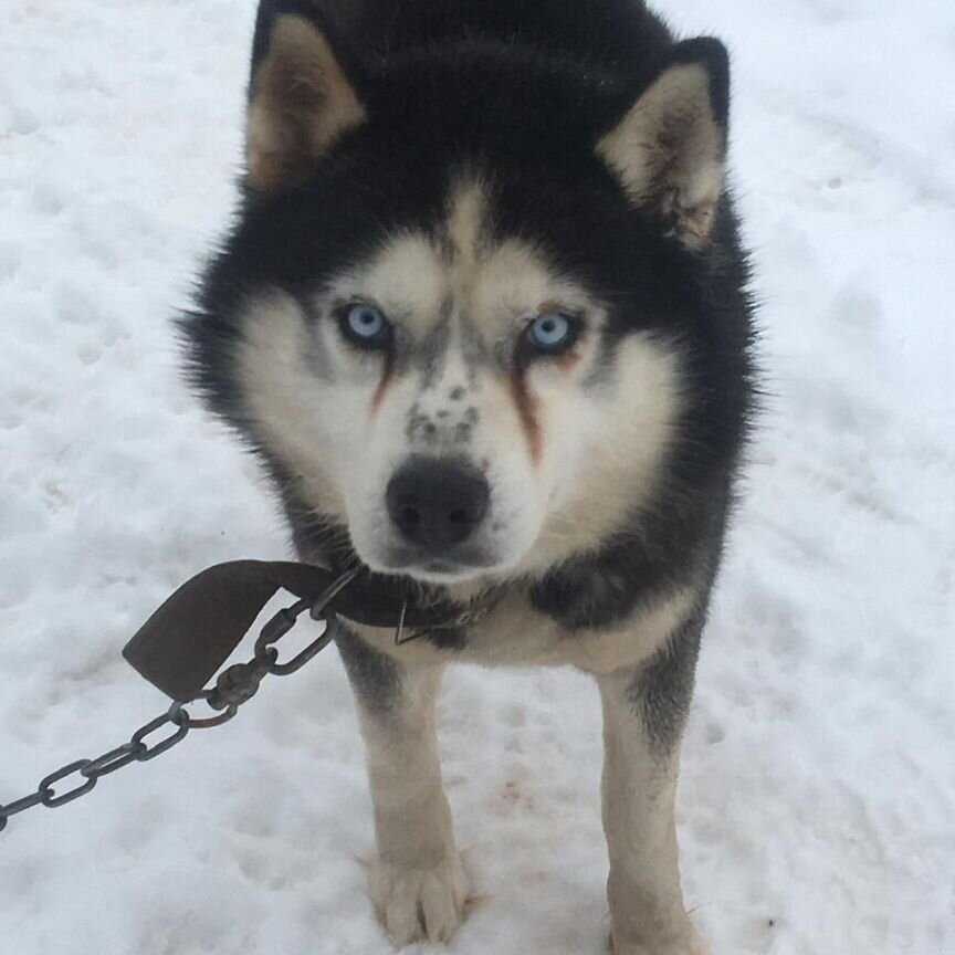 Сибирский хаски в добрые руки