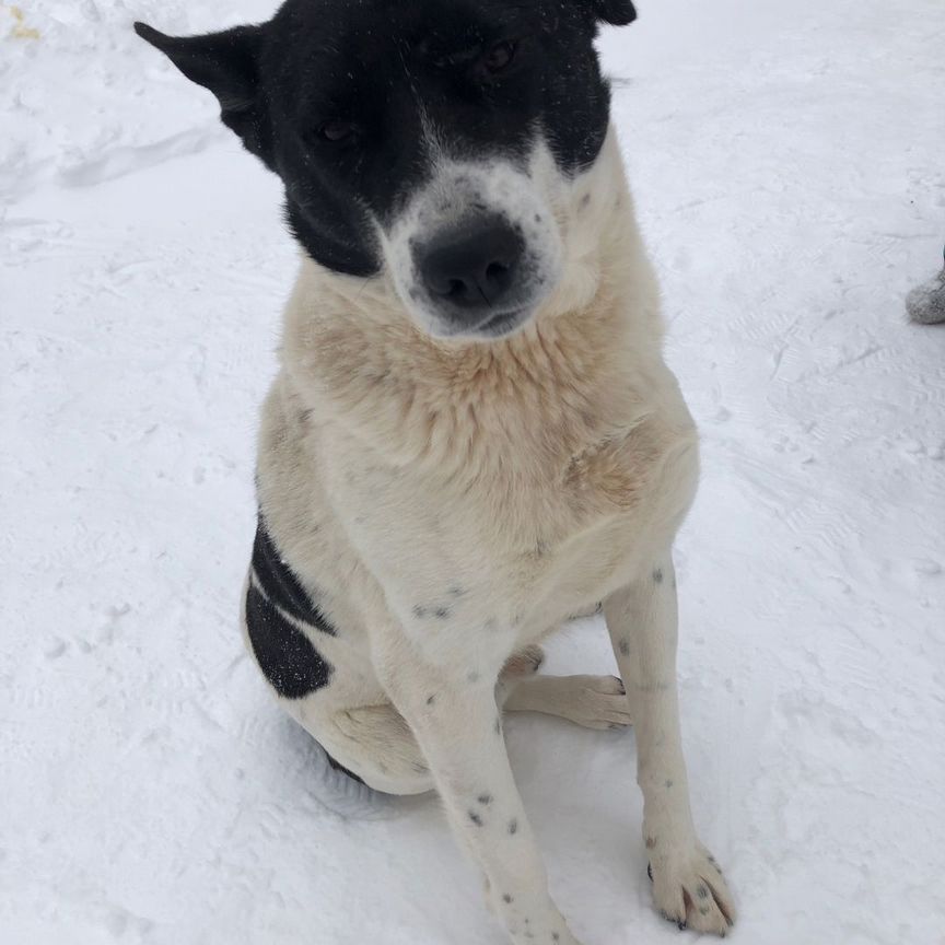 В добрые руки