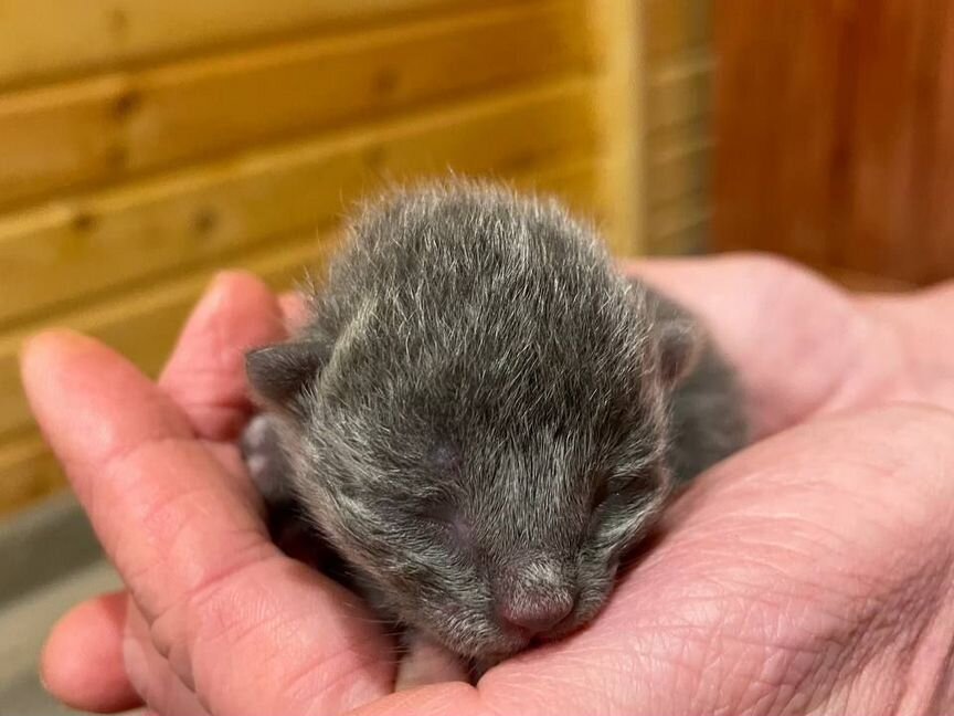 Котята бронь