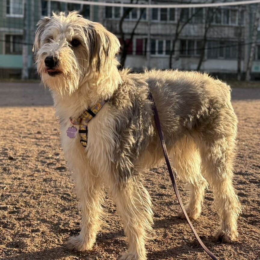 Взрослая собака в добрые руки