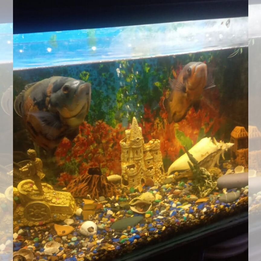 Астронотус и золотая рыб