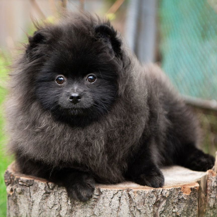 Померанский шпиц, щенок