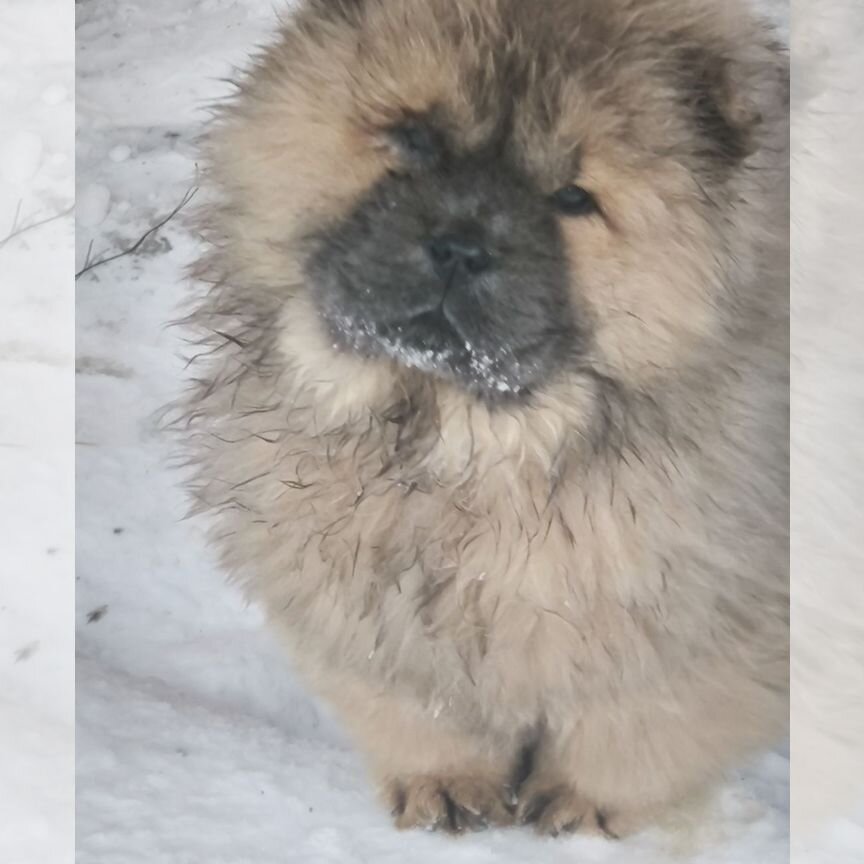 Чау-чау, щенок