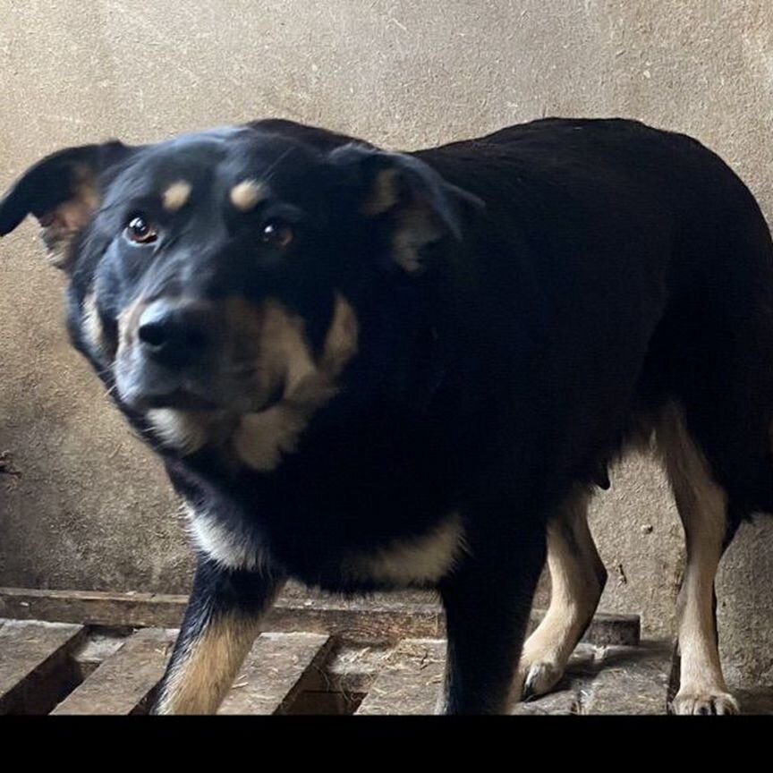 Взрослая собака в добрые руки