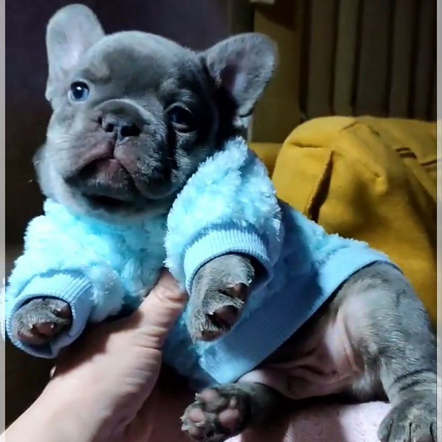 Французский бульдог, щенок