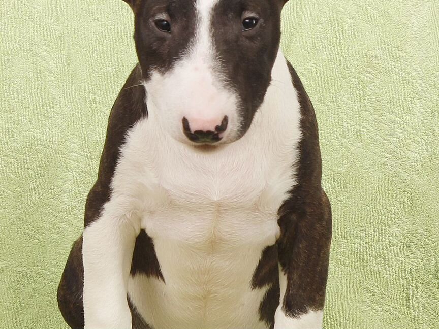 Миниатюрный бультерьер