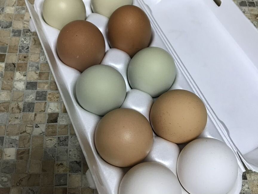 Домашние куриные яйца