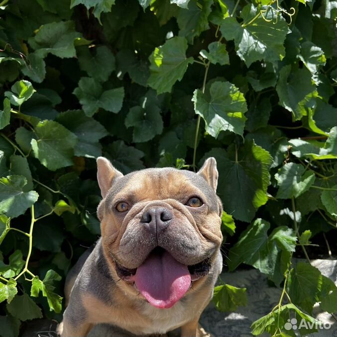 Французский красавец