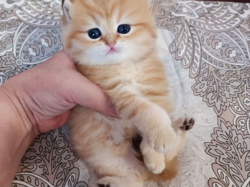 Котята золотая шиншилла