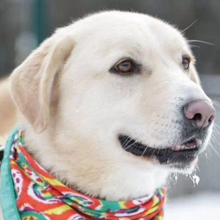 Взрослая собака в добрые руки