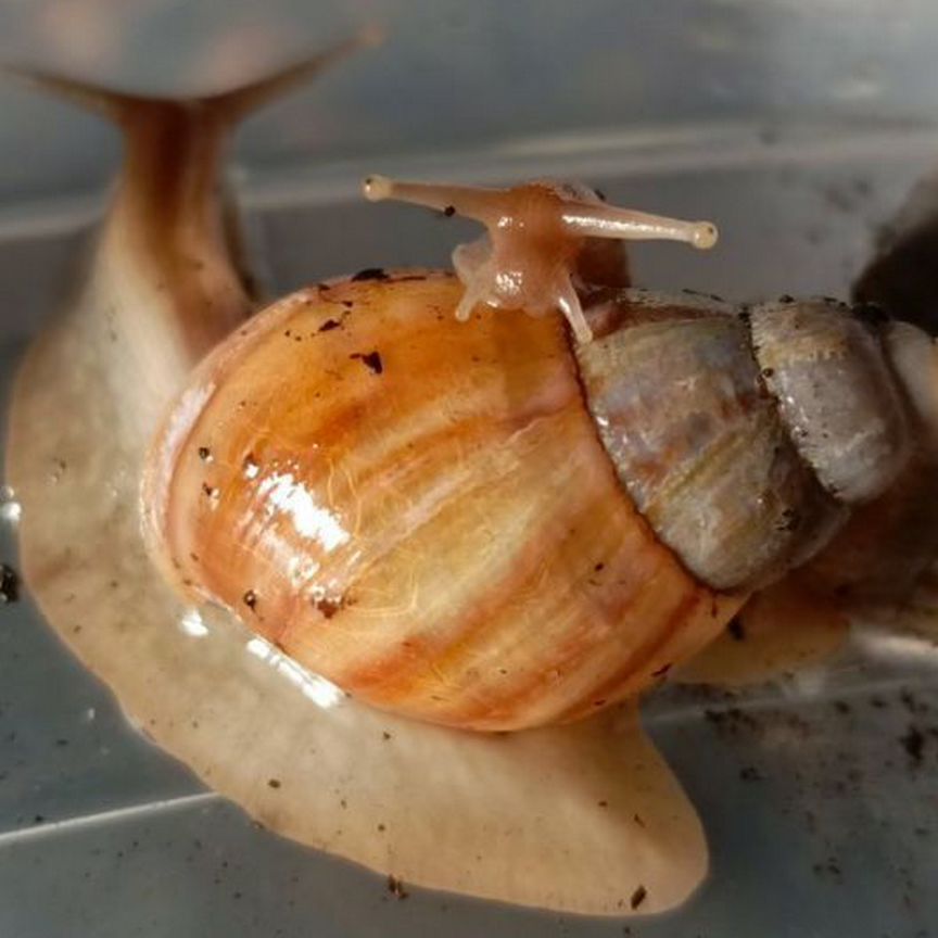 Ахатина фулика