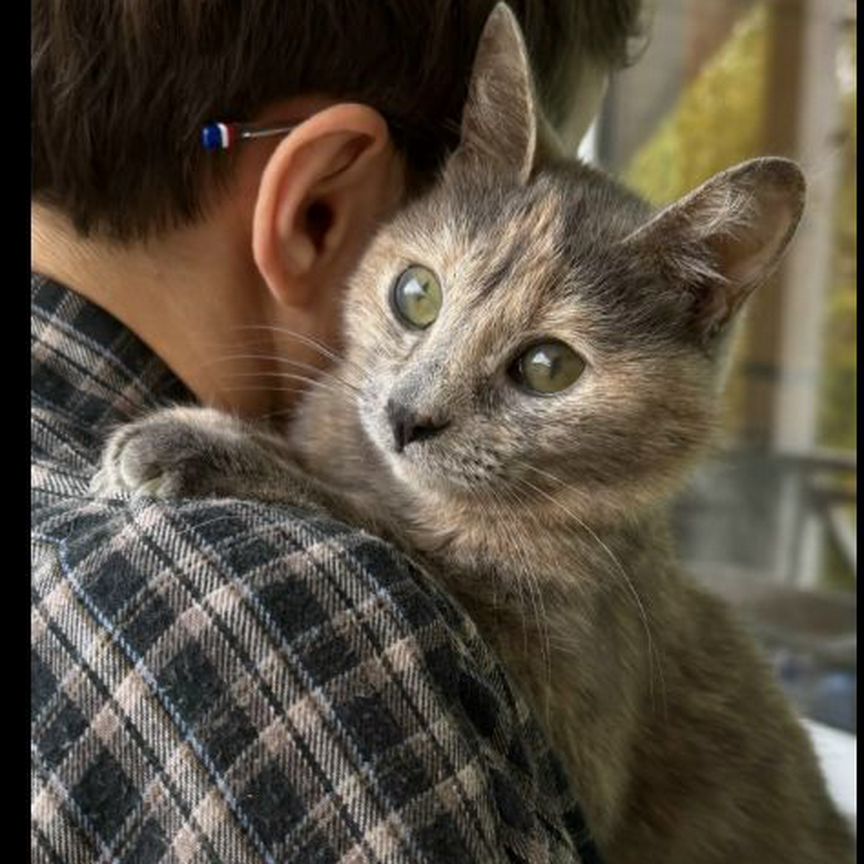 Взрослая, кошка в добрые руки