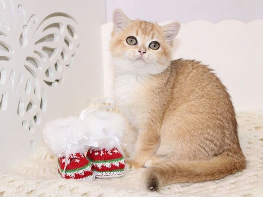 Золотая шиншилла