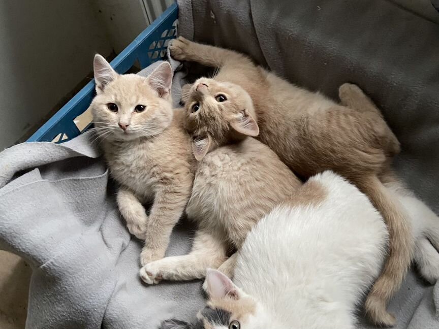 Отдам в добрые руки малышей