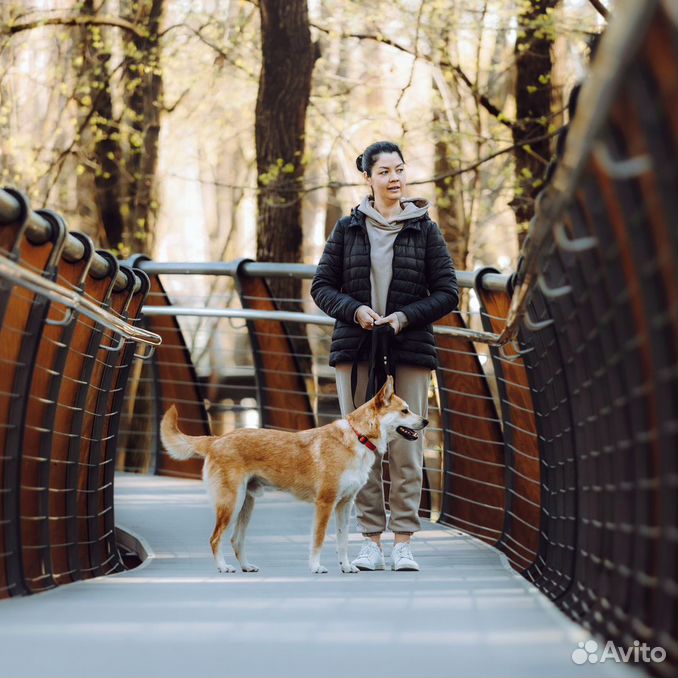 Манго ищет дом