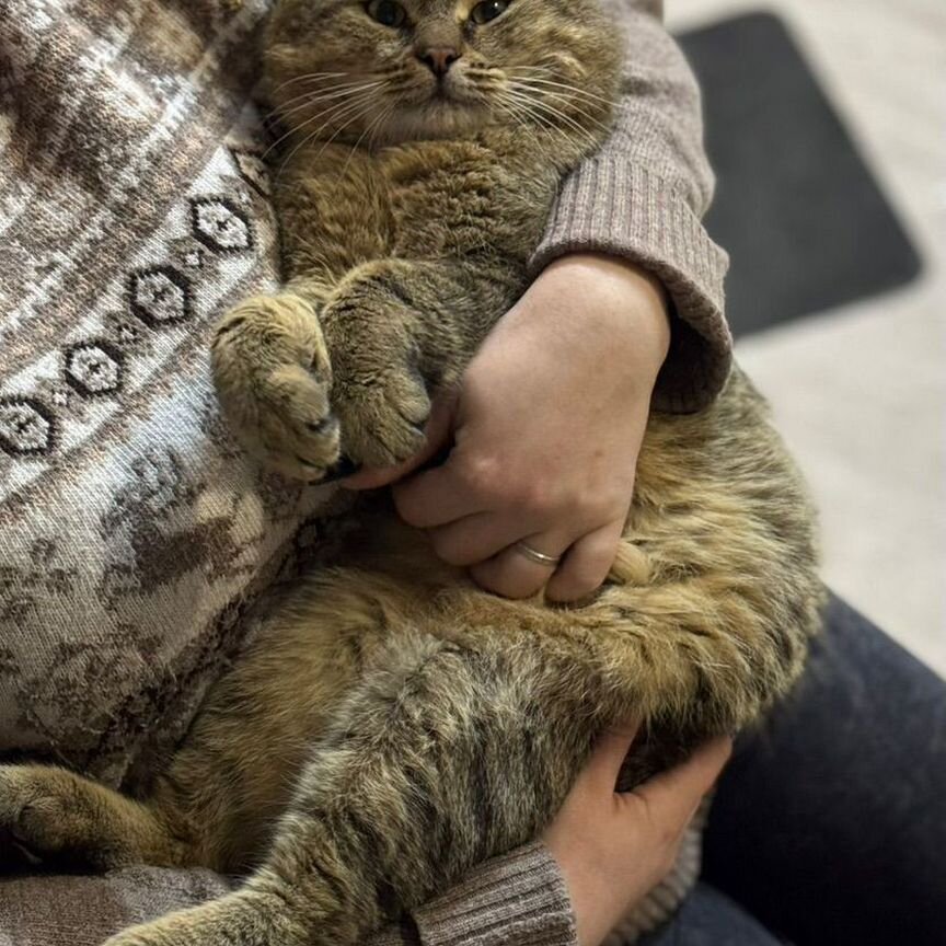 Котик Василий в добрые руки