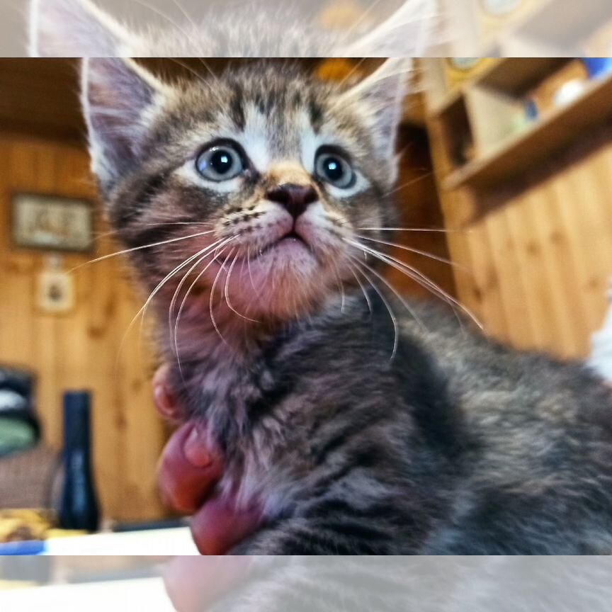 Котёнок в добрые руки
