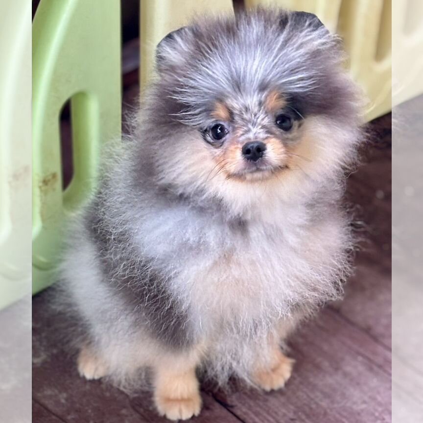 Померанский шпиц, щенок