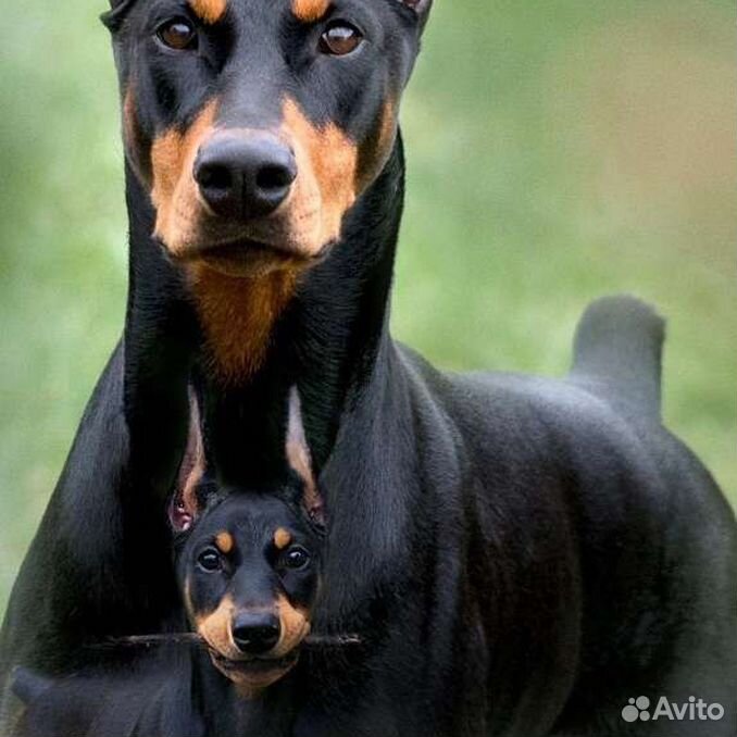 Помесь Цвергпинчер и Русский той-Терьер