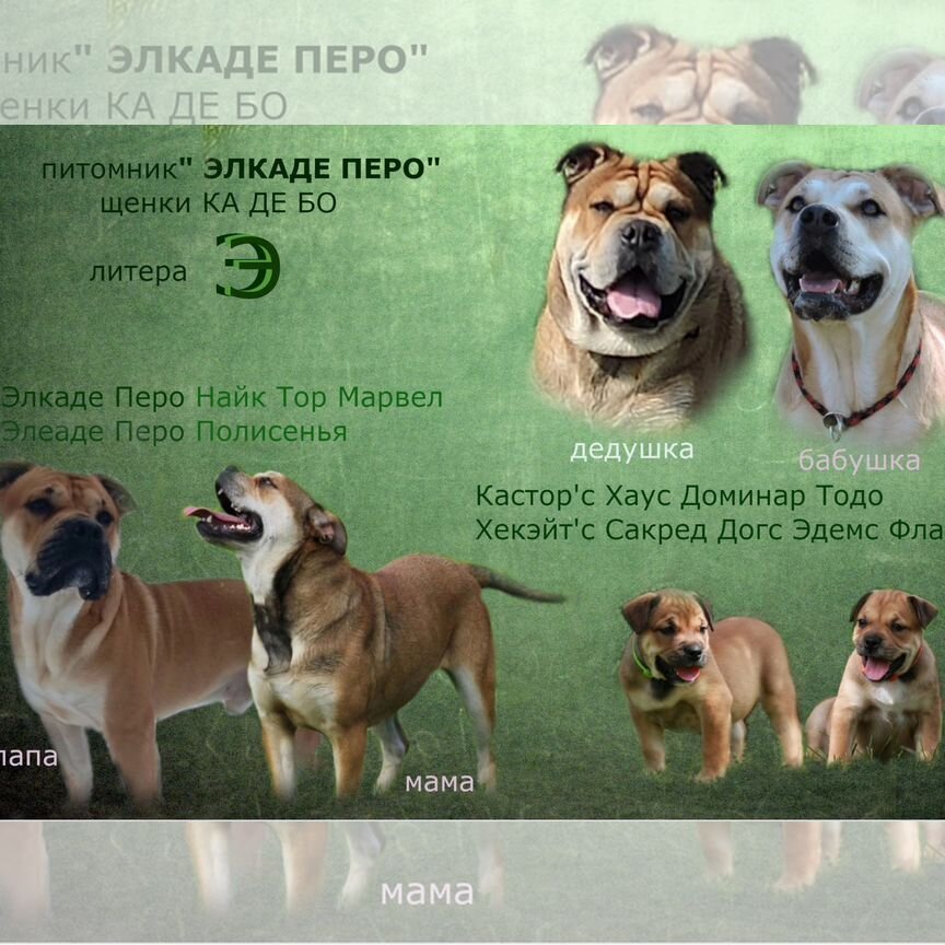 РКФ, ка де бо, питомник