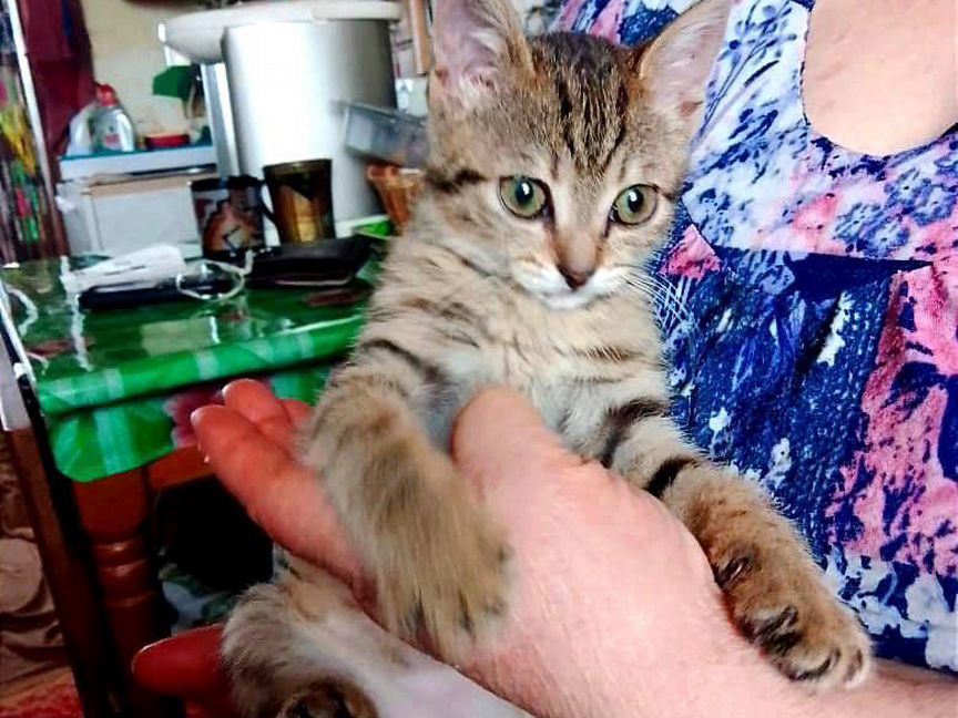 Полосатая малышка ищет дом