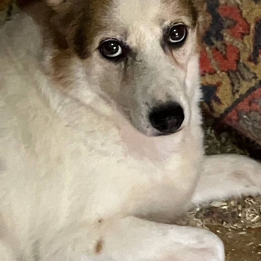 Кнопке безумно страшно в приюте