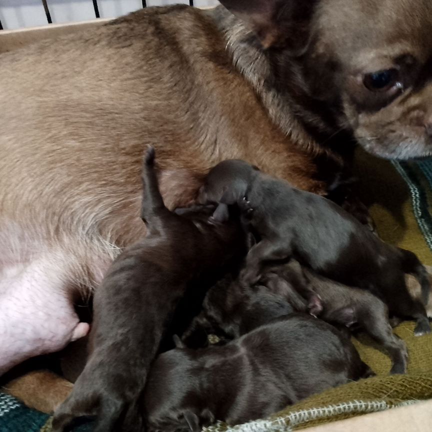 Чихуахуа, щенок