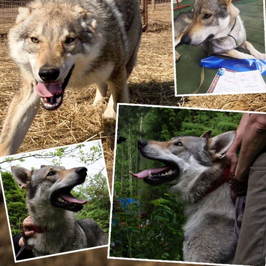 Щенки чехословацкой волчьей собаки