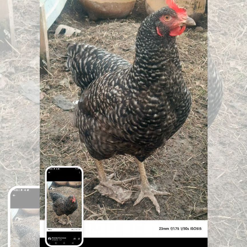 Кура несушка