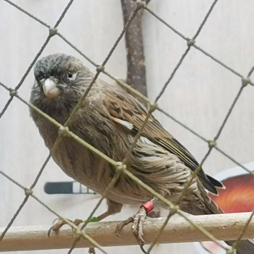 Канарейки, самка и самец