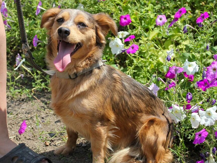 Мелкая собачка Лиза в добрые руки