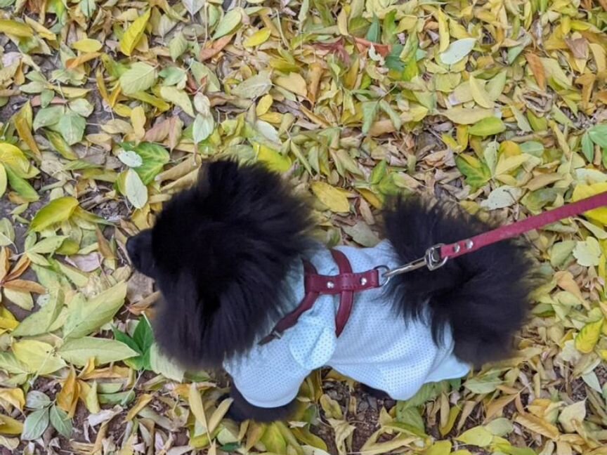 Шлейка для собаки кожаная, М, круглое сечение