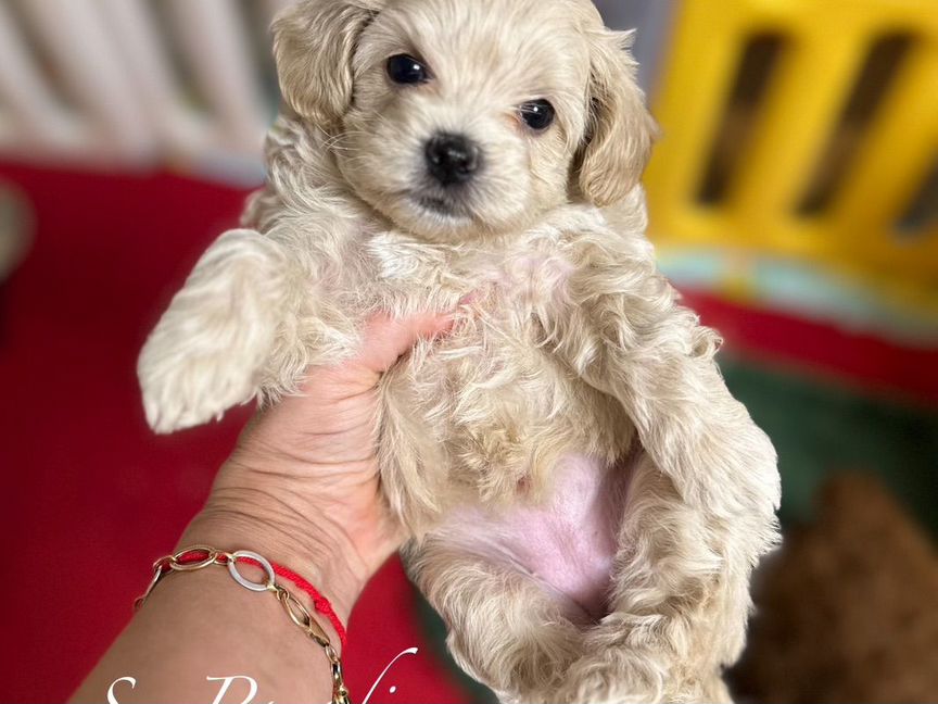 Supier Maltipoo F-1 Беби-Фейс