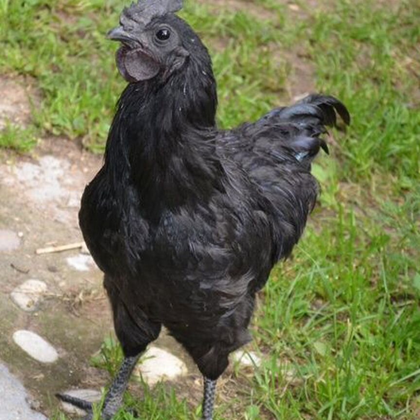 Ухейилюй