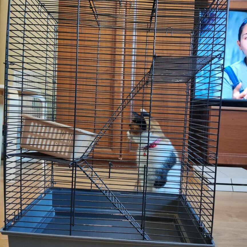 Клетка для крыс бу