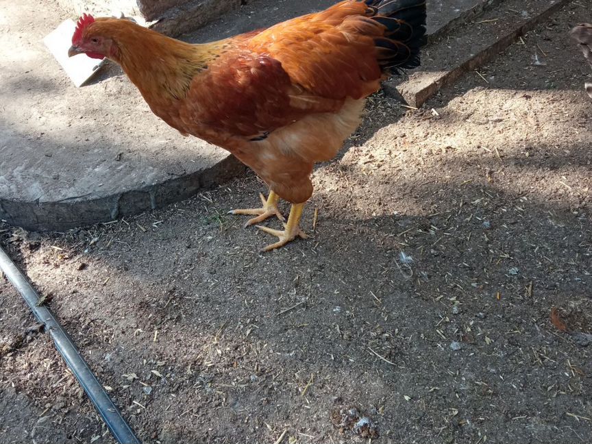 Петухи,7 мес