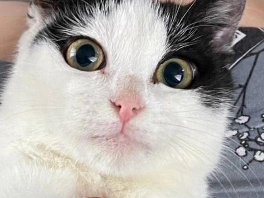 Котик ищет дом