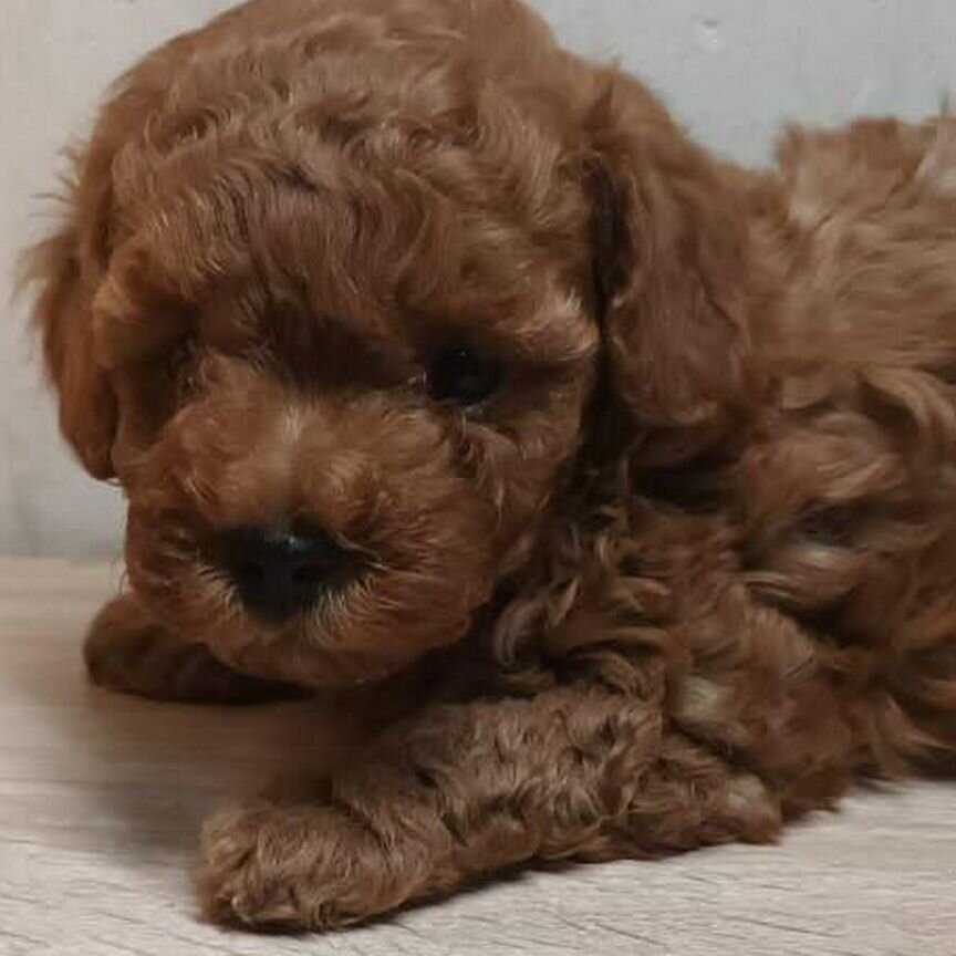 Мальтипу, щенок