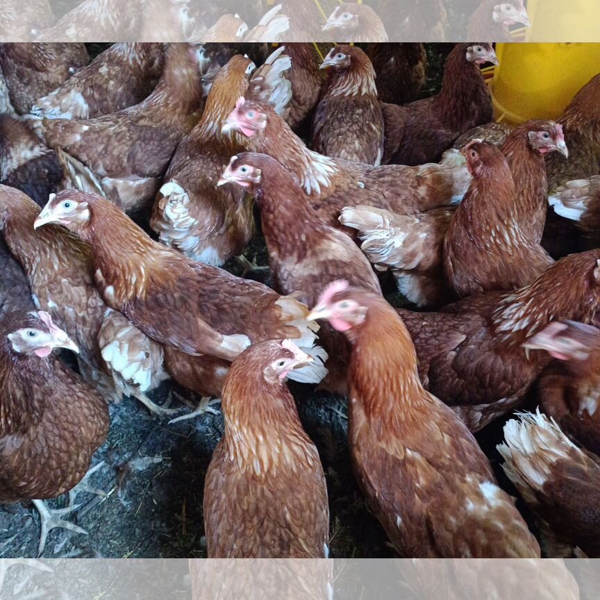 Куры молодки несушки