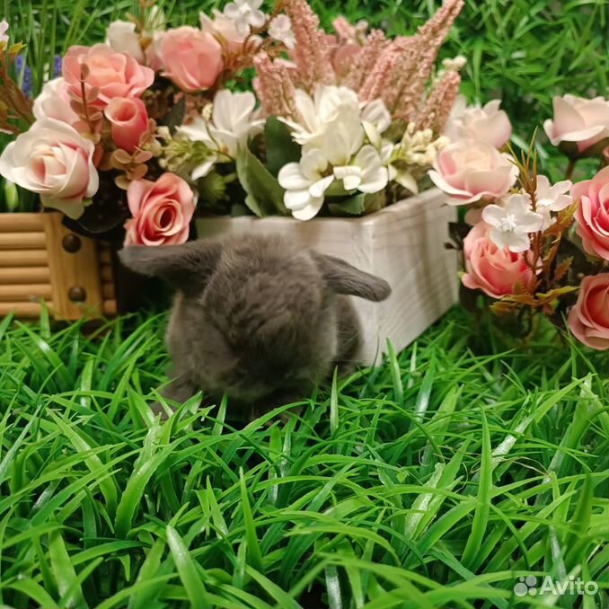 Настоящие карликовые мини кролики.Работаем по РФ