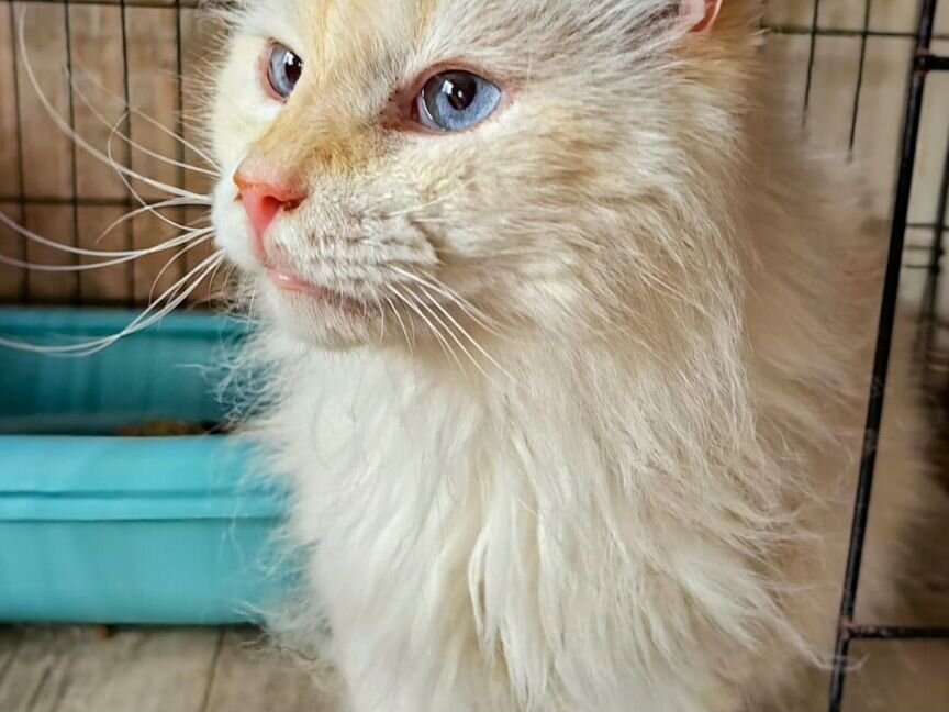 Котик в добрые руки