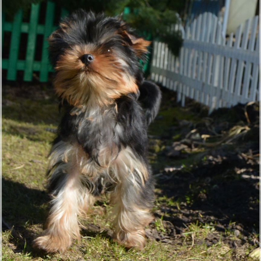 Йоркширский терьер, щенок