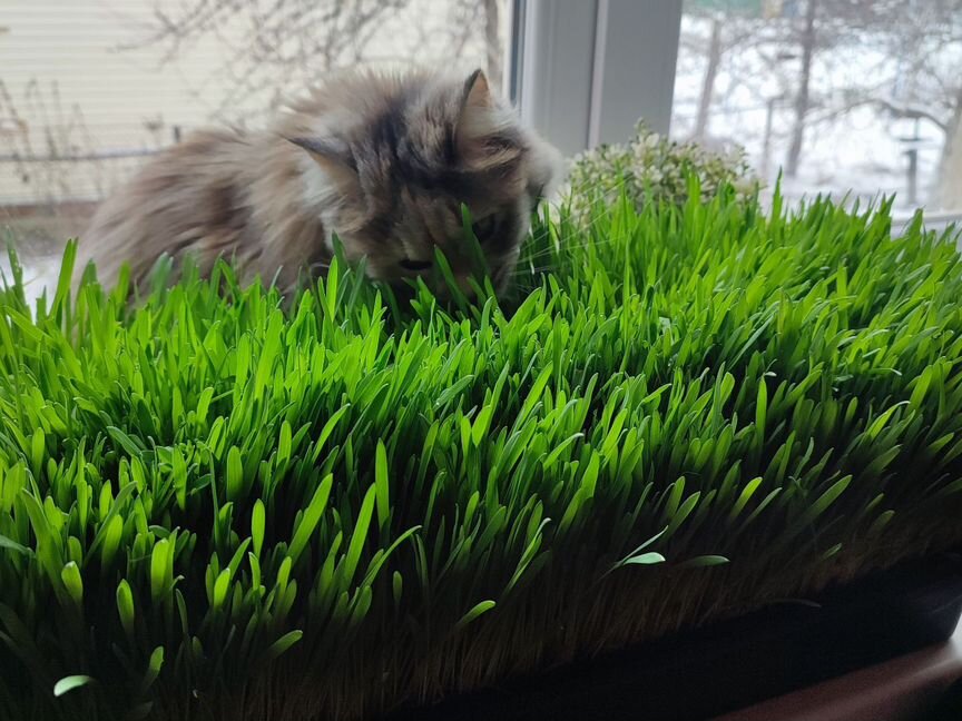 Травка для кошек и попугаев