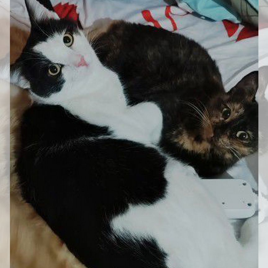 Взрослый кот в добрые руки