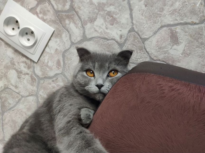 Кошка Шотландская вислоухая в дар