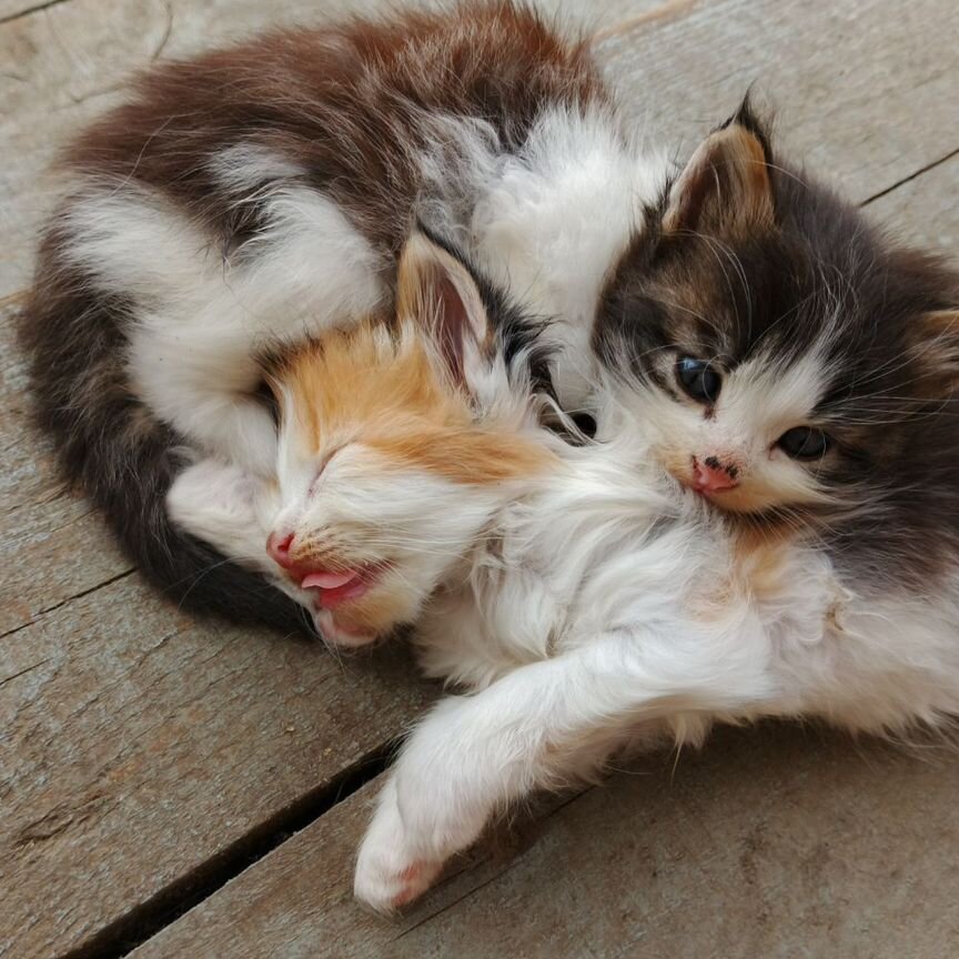 Котёнок в добрые руки