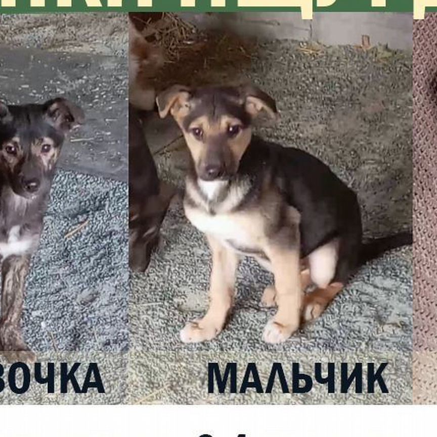 Щенки-подобрашки в добрые руки. Тигровые