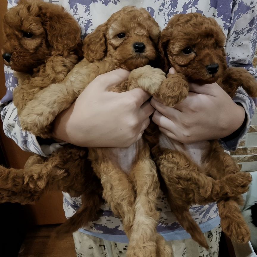 Той-пудель, щенок